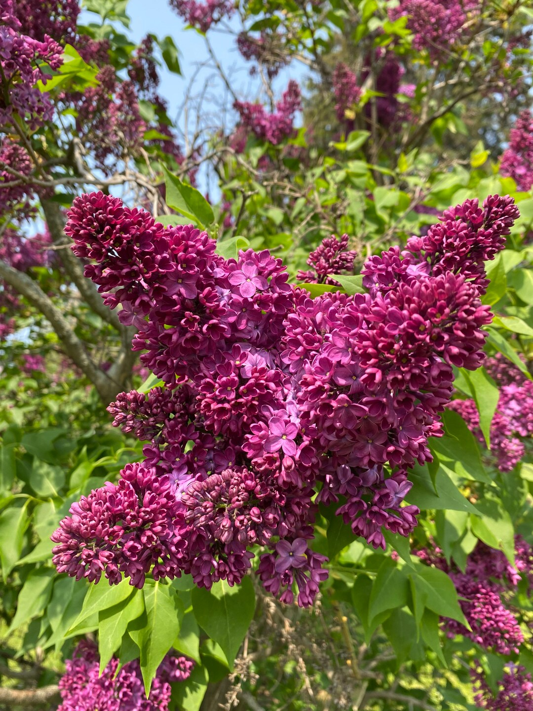 Syringa Vulgaris 'monge' Lilac - Live Plant - 1 Gallon Pot - Etsy