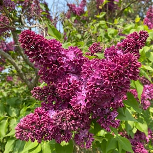 Syringa Vulgaris 'monge' Lilac - Live Plant - 1 Gallon Pot - Etsy