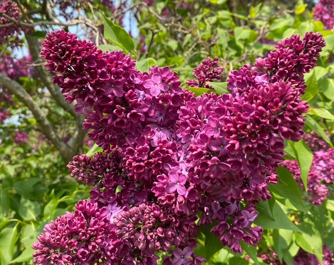Syringa Vulgaris 'monge' Lilac - Live Plant - 1 Gallon Pot - Etsy