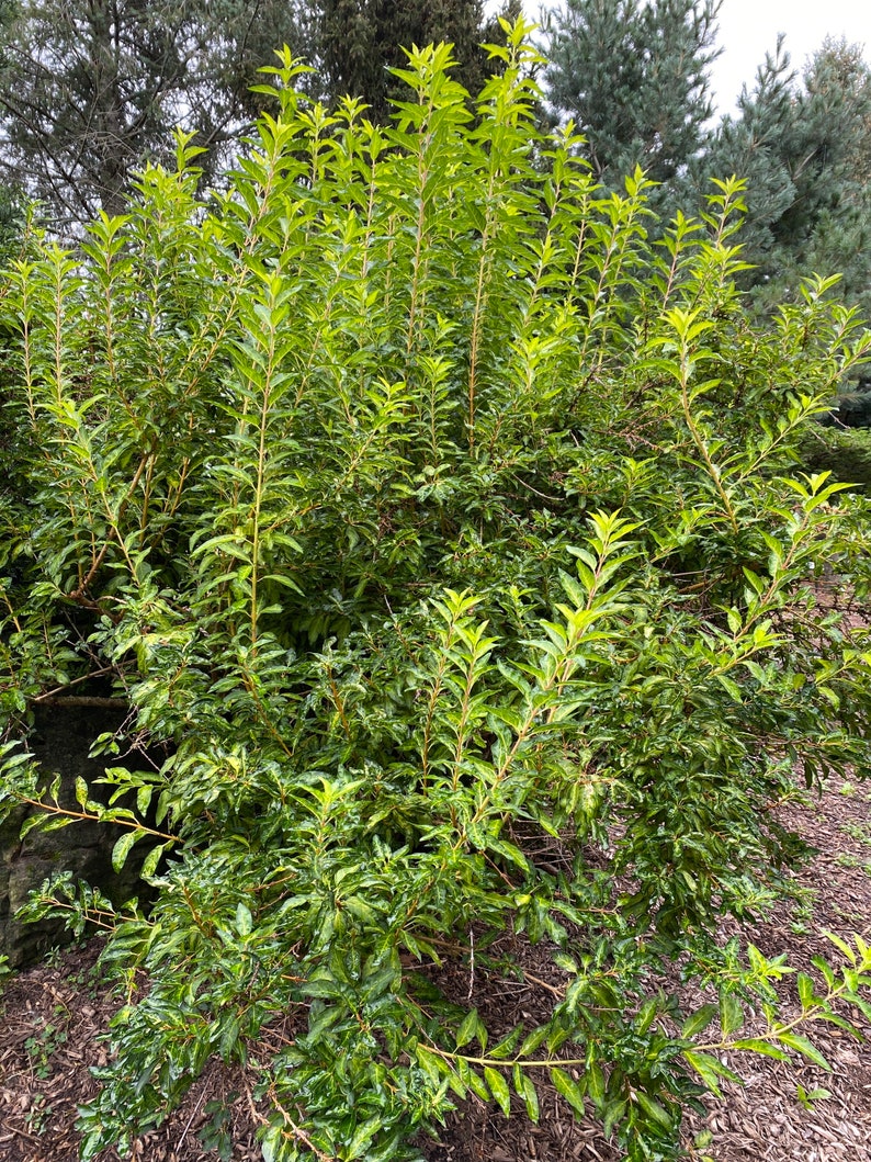 Forsythia X Intermedia 'fiesta' Variegated Forsythia - Etsy
