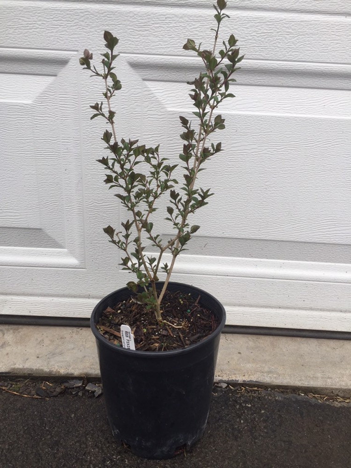 Syringa X red Pixie Lilac Live Plant 1 Gallon Pot - Etsy