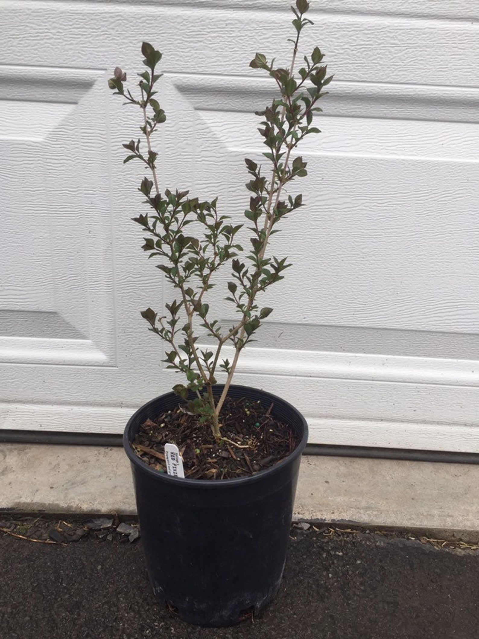 Syringa X red Pixie Lilac Live Plant 1 Gallon Pot - Etsy