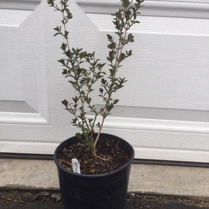 Syringa X red Pixie Lilac Live Plant 1 Gallon Pot - Etsy