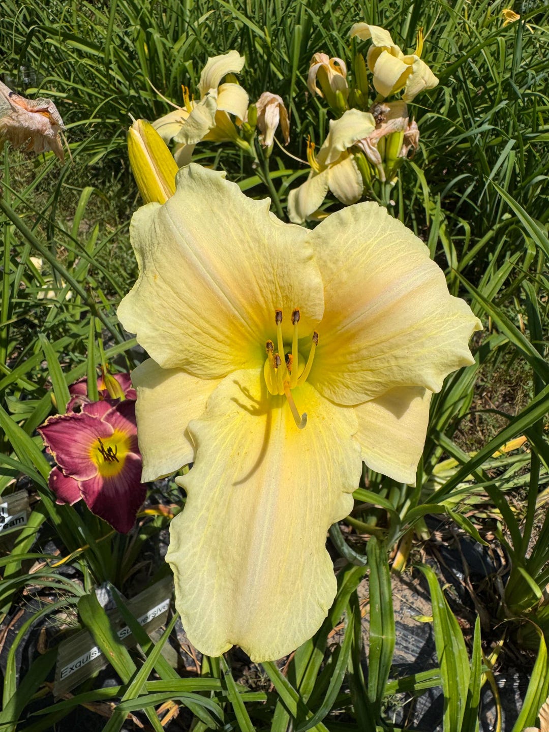 Hemerocallis 'seneca Glistening Ice' Daylily - 3 Bare Root Plants - Etsy