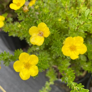 Potentilla Fruticosa gold Drop Live Plant 12 Tall 1 - Etsy