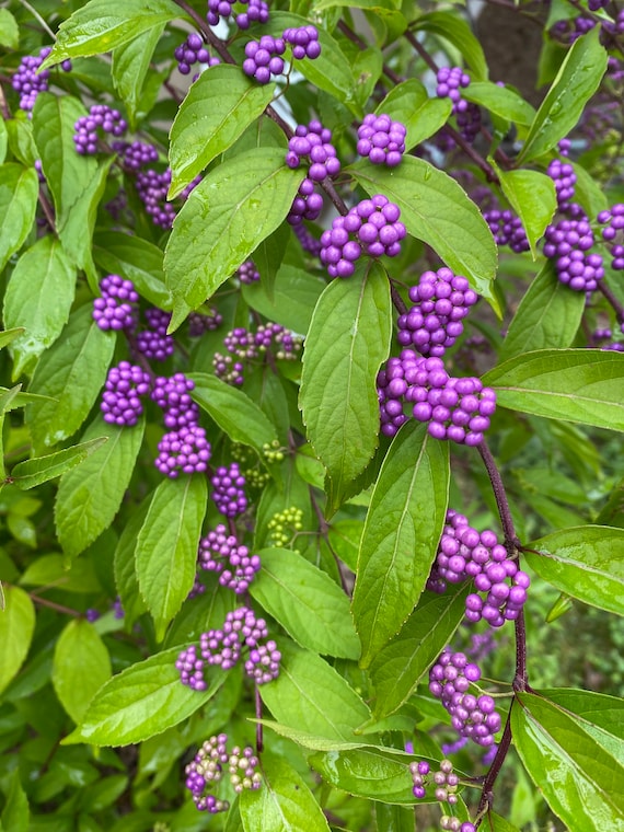Callicarpa Dichotoma 'early Amethyst' Purple | Etsy