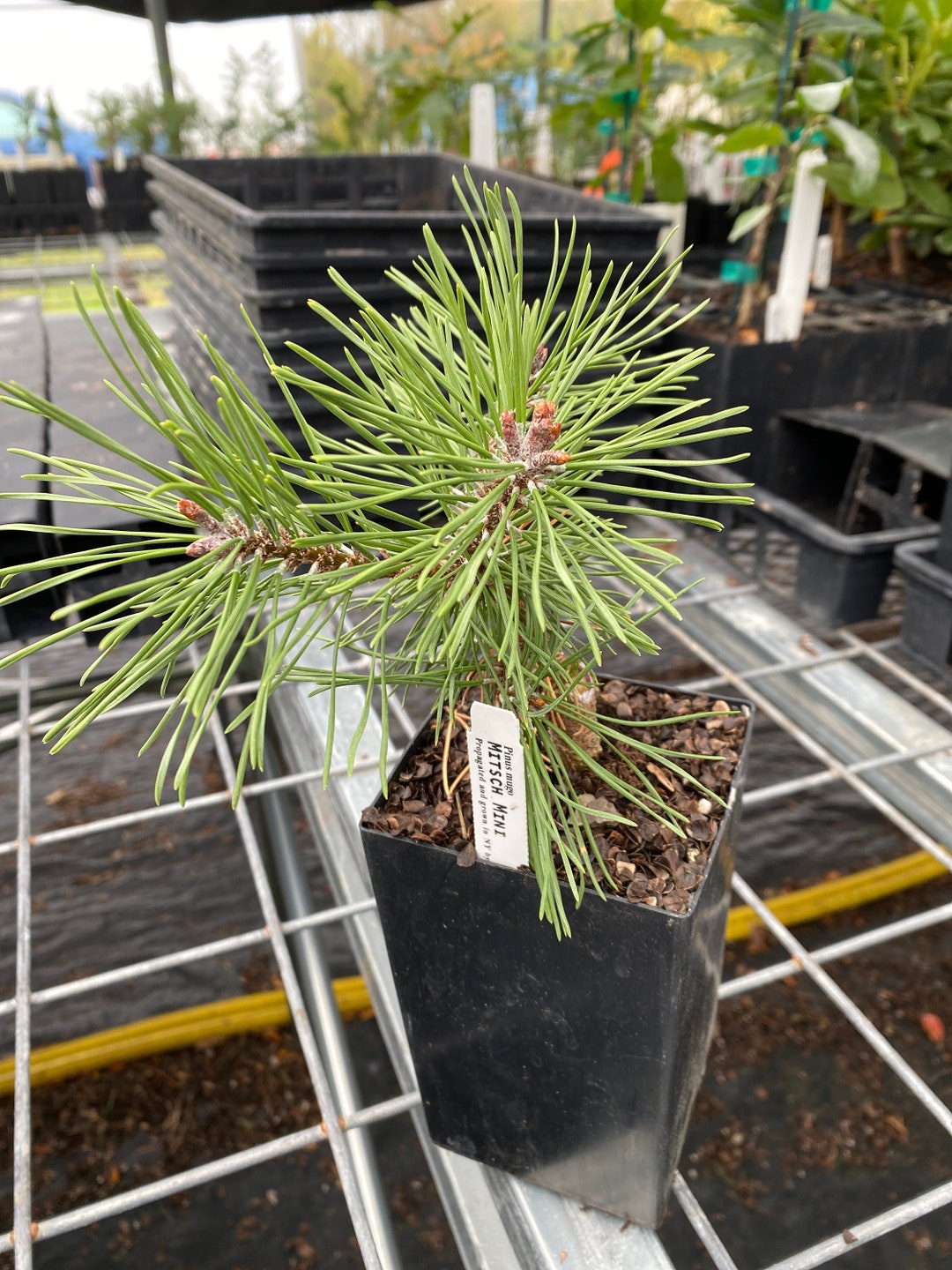 Pinus Mugo 'mitsch Mini' Live Plant 6 Tall 1 Year Graft - Etsy