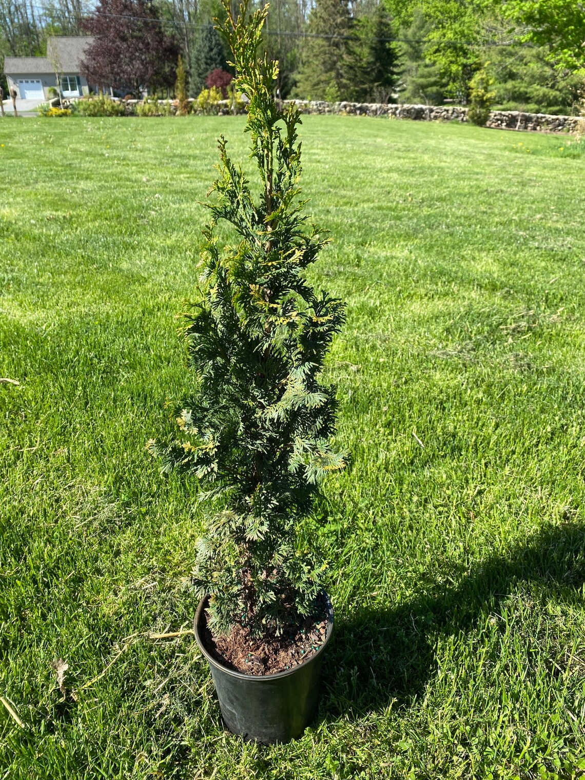 Degroot's Spire Arborvitae Thuja Occidentalis Live - Etsy