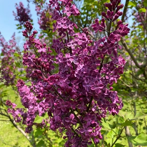 Syringa X Hyacinthiflora 'declaration' Lilac - Live Plant - 1 Gallon ...