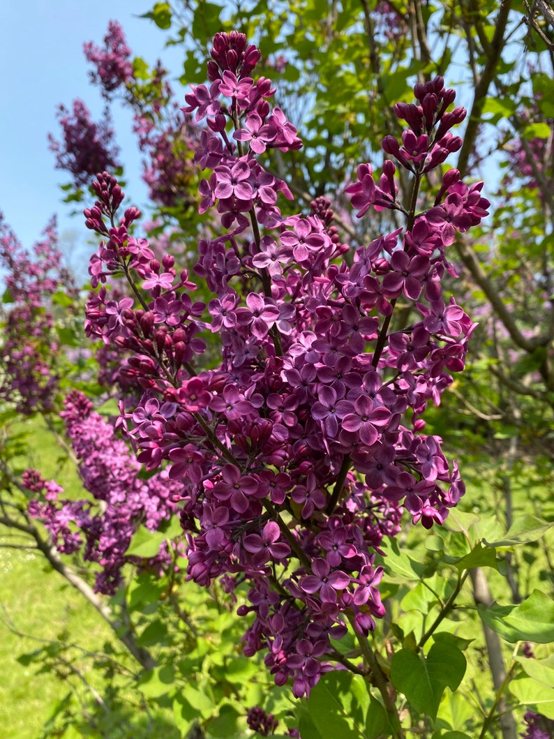 Syringa X Hyacinthiflora 'declaration' Lilac - Live Plant - 1 Gallon ...