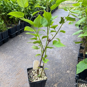 Syringa X Hyacinthiflora 'declaration' Lilac - Live Plant - 1 Gallon ...