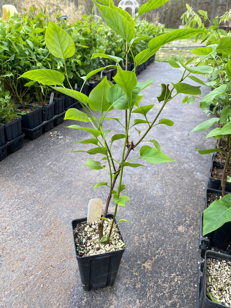 Syringa X Hyacinthiflora 'declaration' Lilac - Live Plant - 1 Gallon ...