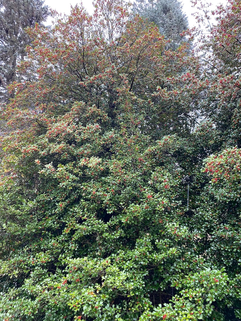 Ilex Opaca mary Holman Female American Holly Live Plant - Etsy