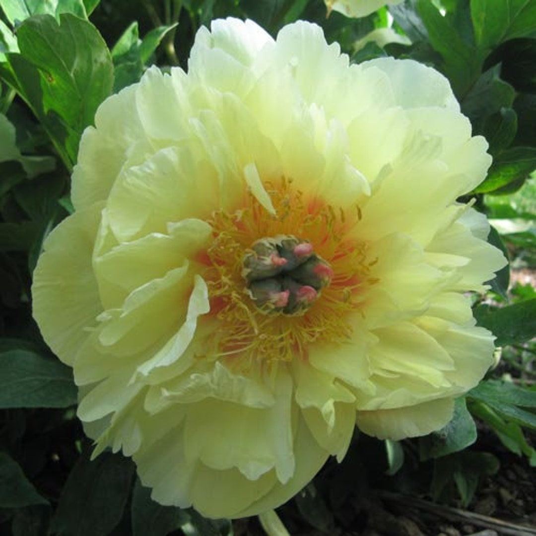 Paeonia 'garden Treasure' Itoh Intersectional Peony Grade 1 Division ...