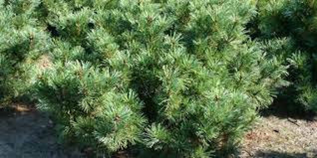 Pinus Pumila 'jeddeloh' - Japanese Stone Pine - 10" Tall - 1 Gallon Pot ...