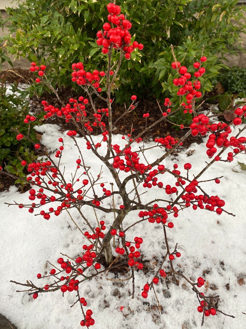 Ilex Verticillata ‘red Sprite’- Dwarf Winterberry - Live Plant - 12 ...