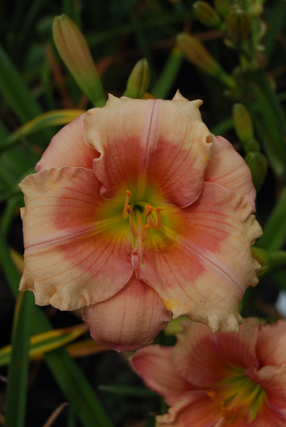 Hemerocallis 'janice Brown' Daylily 3 Bare Root Plants - Etsy