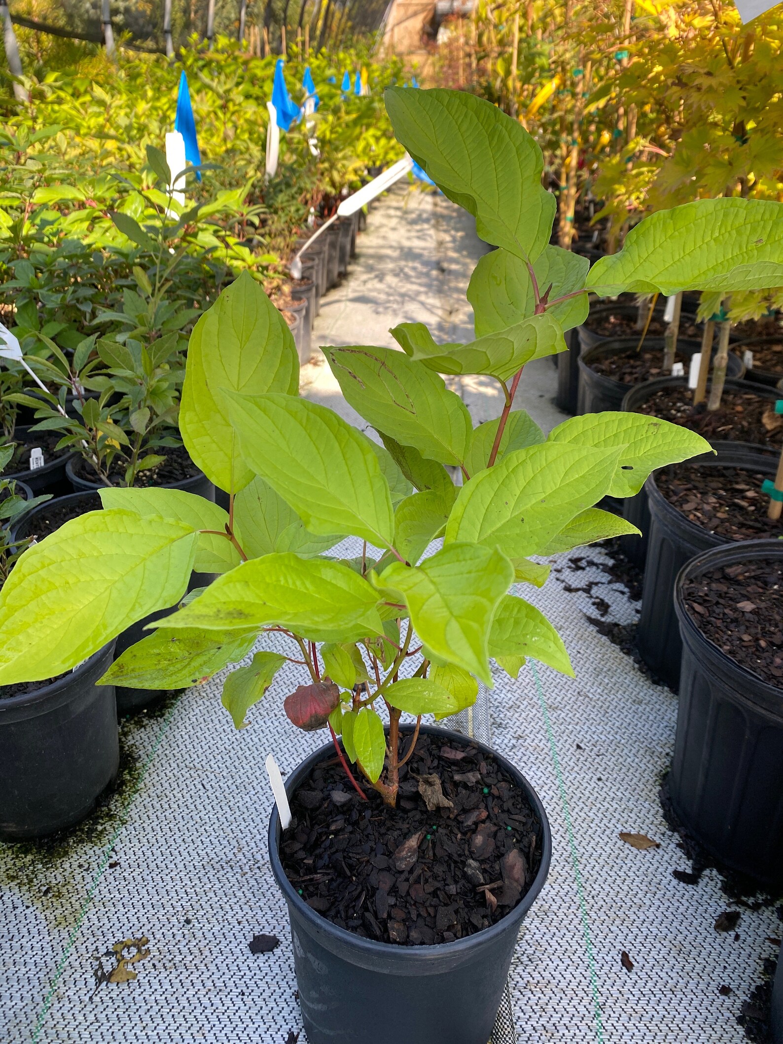 Cornus Alba 'prarie Fire' Red Twig Dogwood 1 Gallon Pot Size Live Plant ...