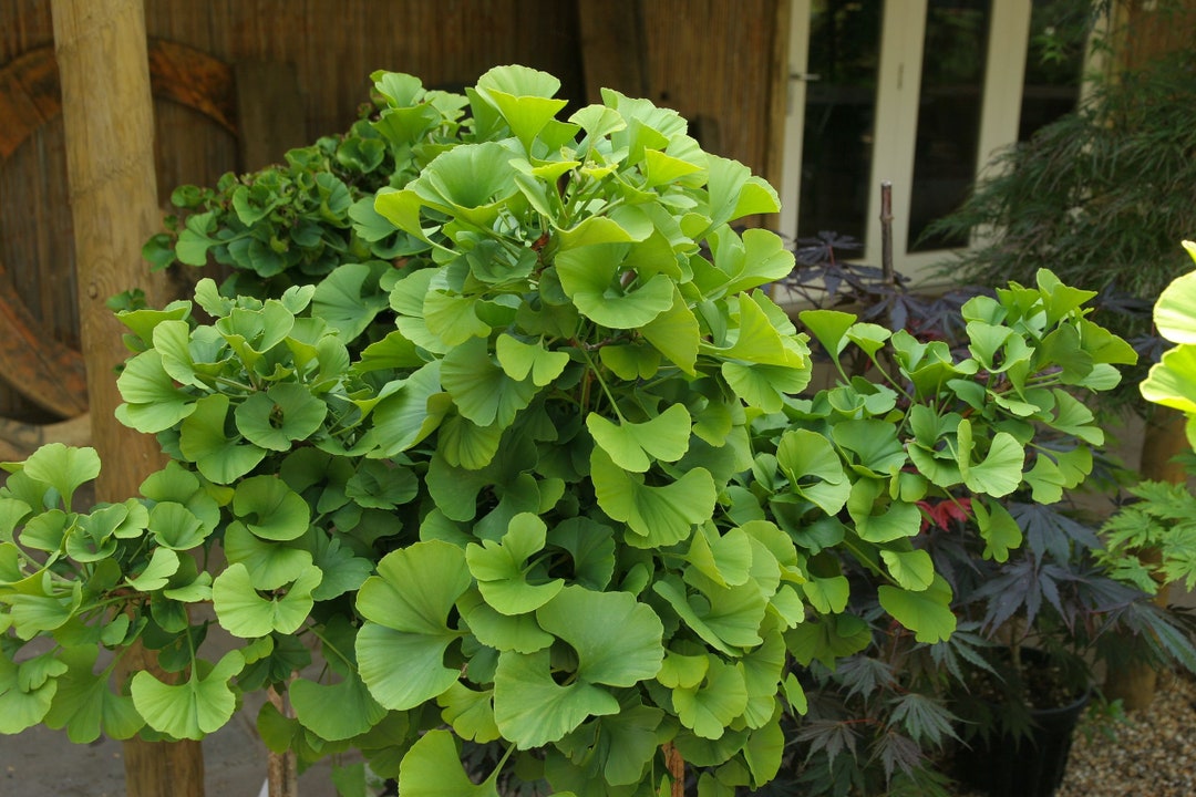 Ginkgo Biloba Mariken Dwarf Ginkgo Tree Live Plant 8 Tall 1 Year Graft Etsy