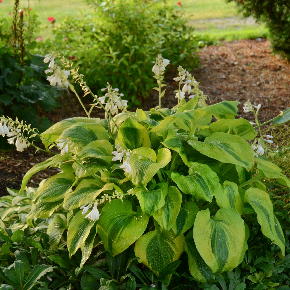 Hosta 'afterglow' 3 Pot Size Starter Plant - Etsy