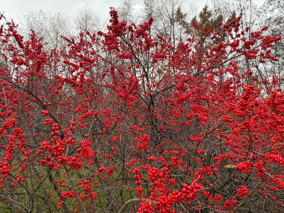 Ilex Verticillata winter Red Winterberry 4 Pot Size - Etsy