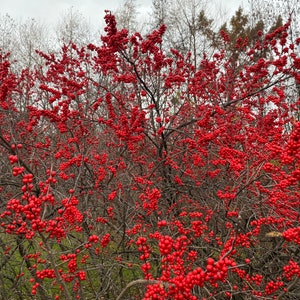 Ilex Verticillata ‘winter Red’- Winterberry - 4" Pot Size Live Plant - Etsy
