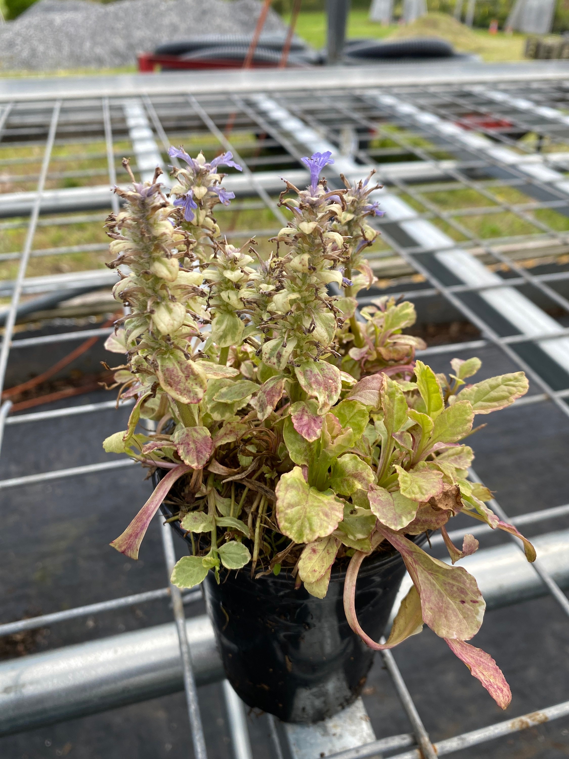 Ajuga Reptans 'golden Glow' carpet Bugle 4 Pot Size - Etsy