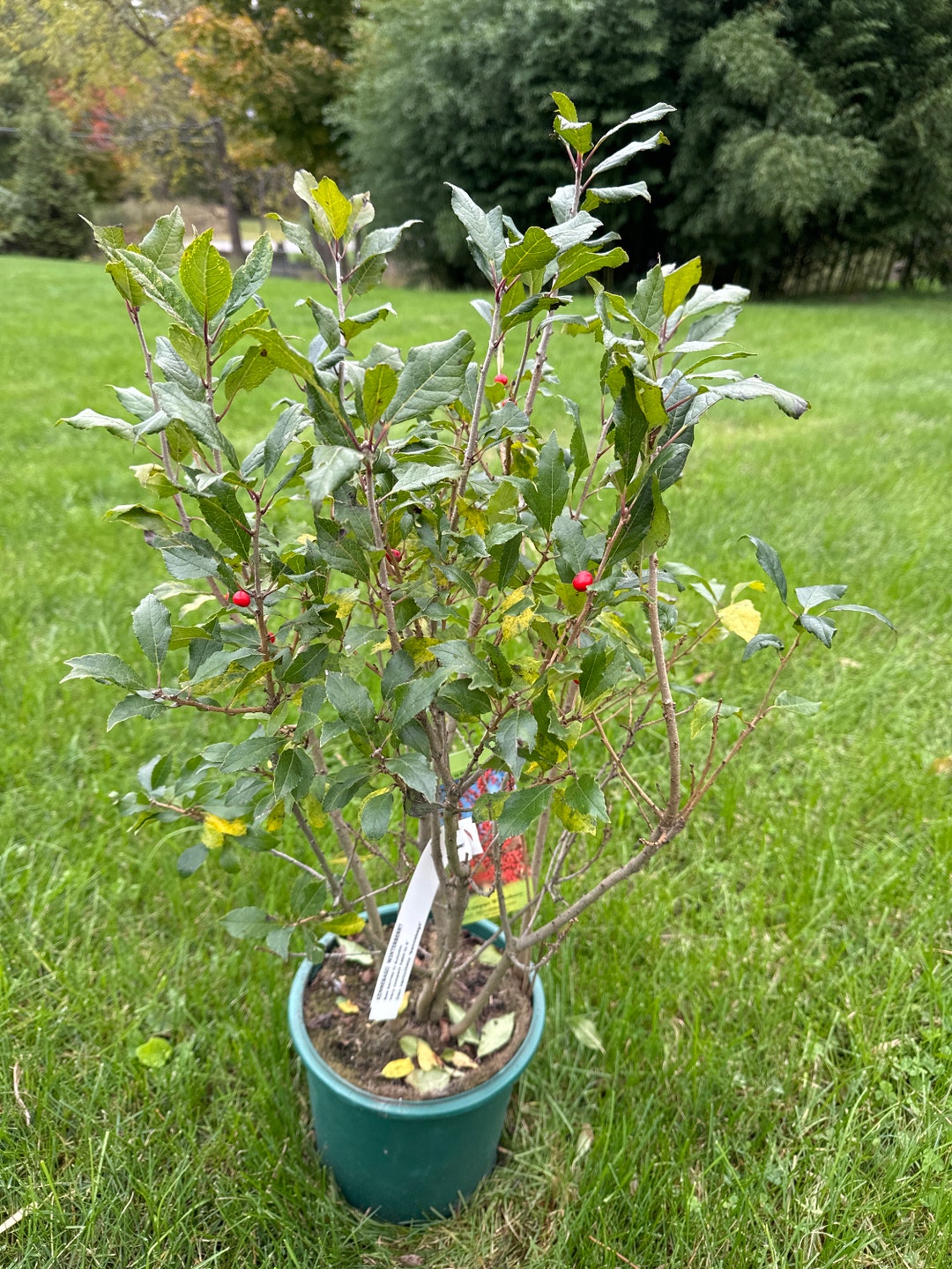 Ilex Verticillata 'kennebago'- Dwarf Red Fruit Winterberry - 2 Gallon ...