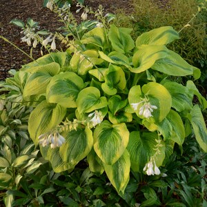Hosta 'afterglow' 3 Pot Size Starter Plant - Etsy