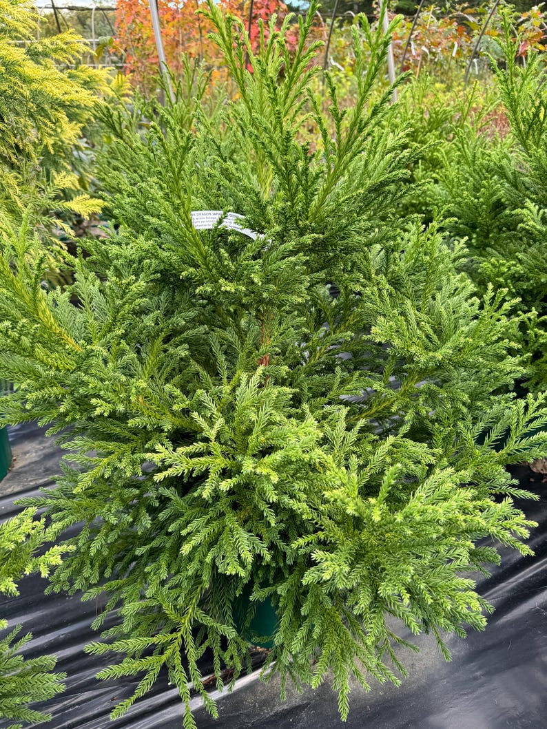 Cryptomeria Japonica 'gyokuryu' - Japanese Cedar - Live Plant - 2 ...