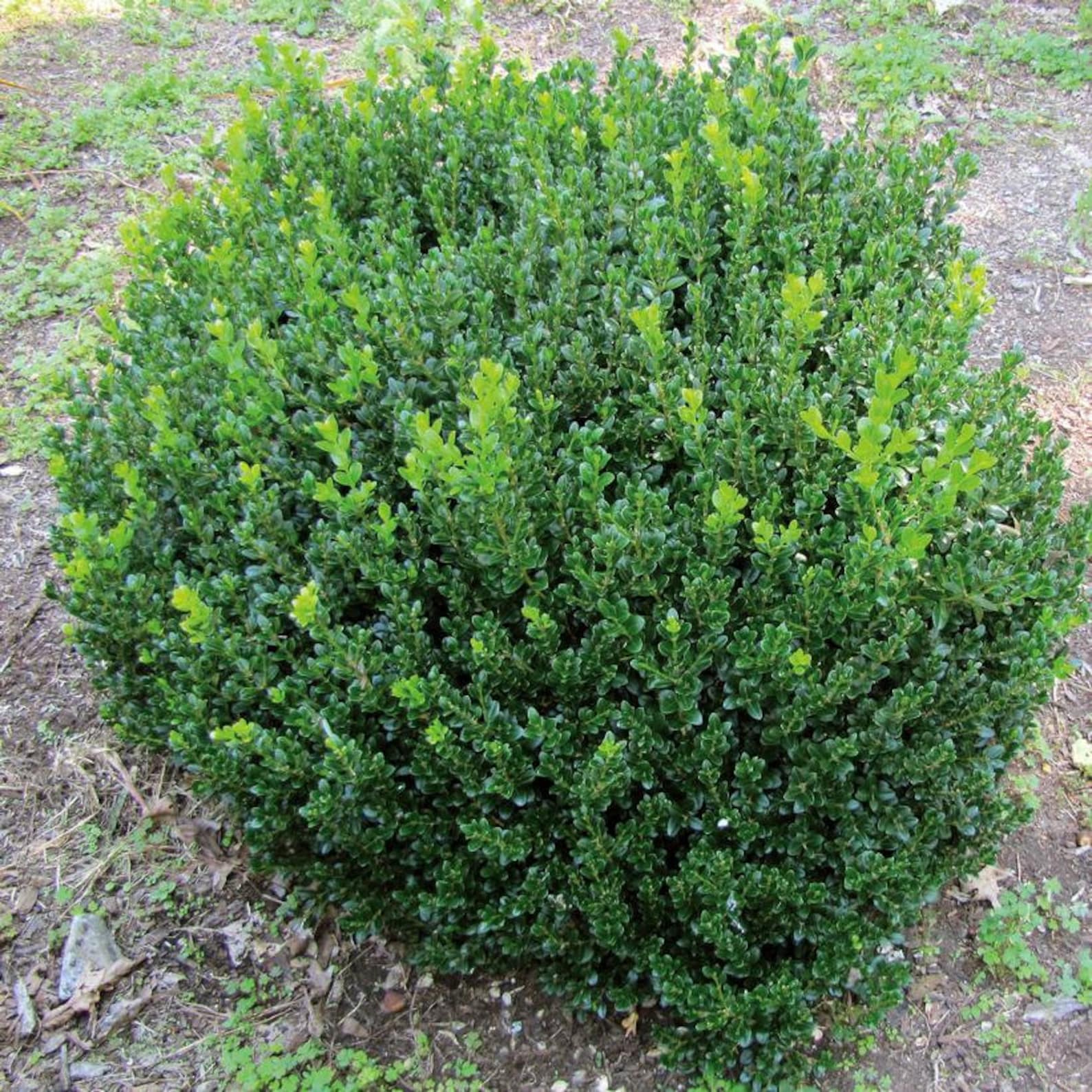 Buxus Microphylla 'little Missy' Dwarf Boxwood 4 - Etsy