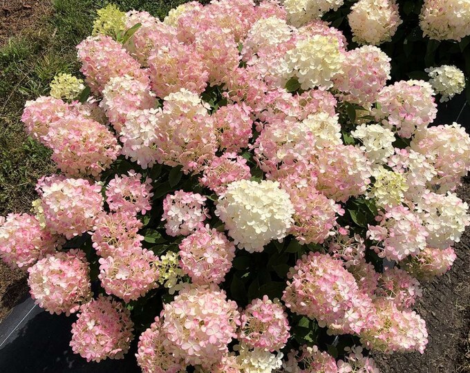 FIRE LIGHT TIDBIT, 4 Pot Size ® Proven Winners Colorchoice Flowering ...