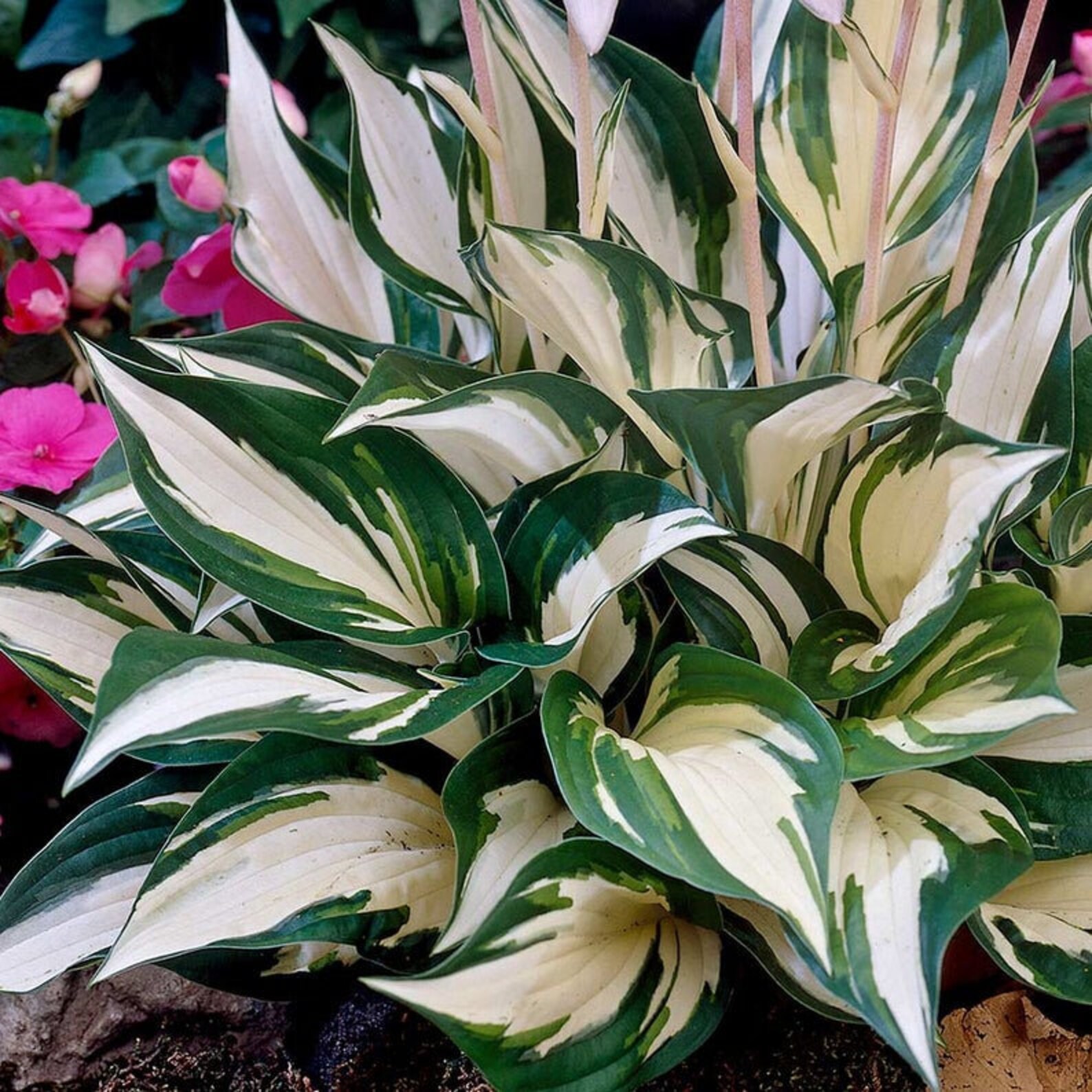 Hosta 'fire and Ice' 3" Pot Size Starter Plant - Etsy