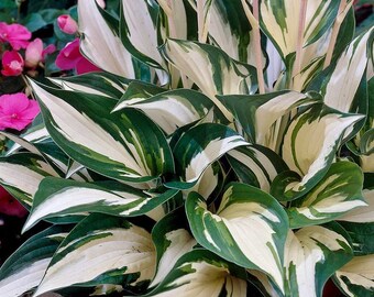 Hosta 'afterglow' 3 Pot Size Starter Plant - Etsy