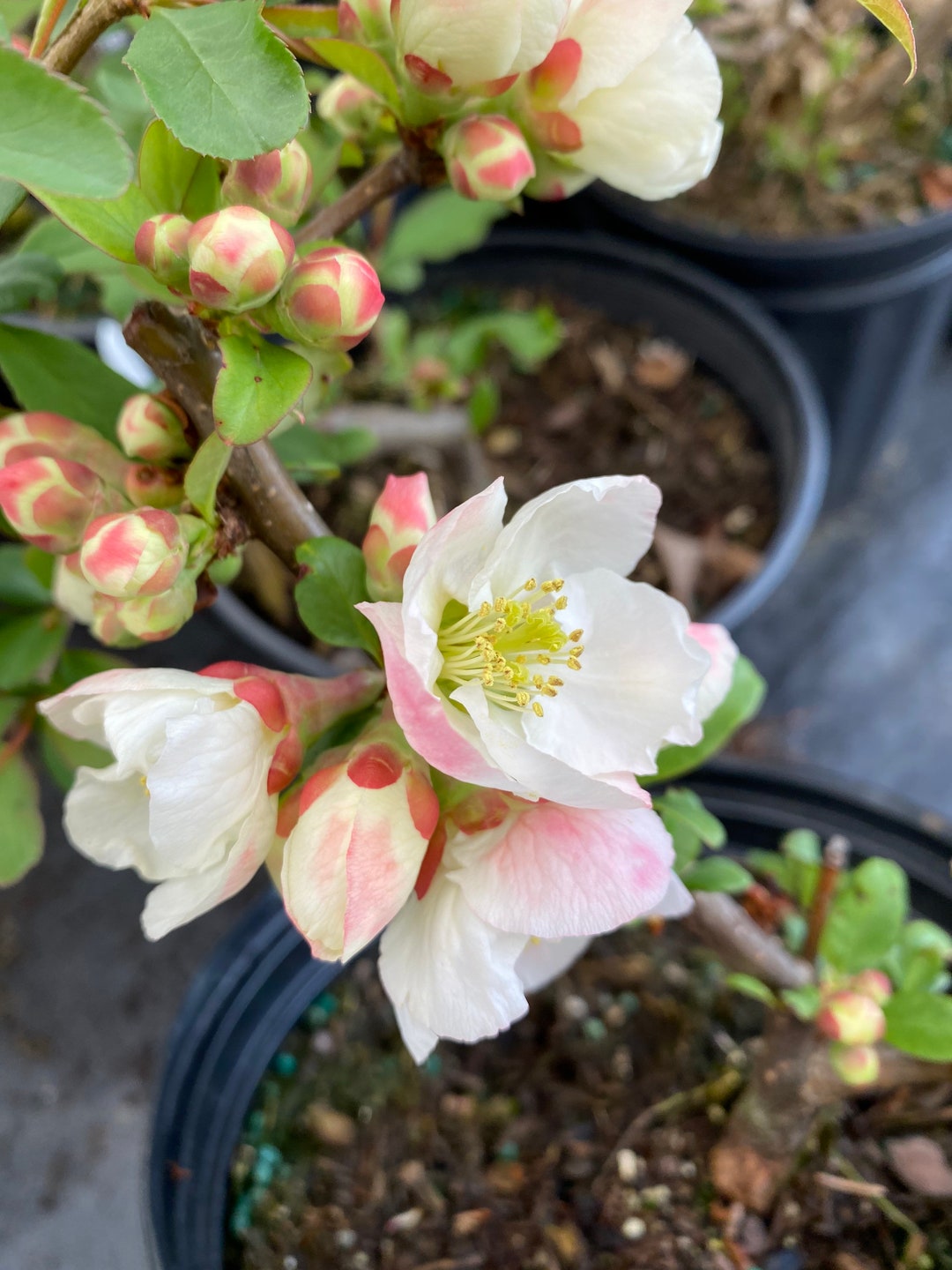 Chaenomeles Japonica 'toyo-nishiki' Flowering Quince 1 Gallon Pot - Etsy