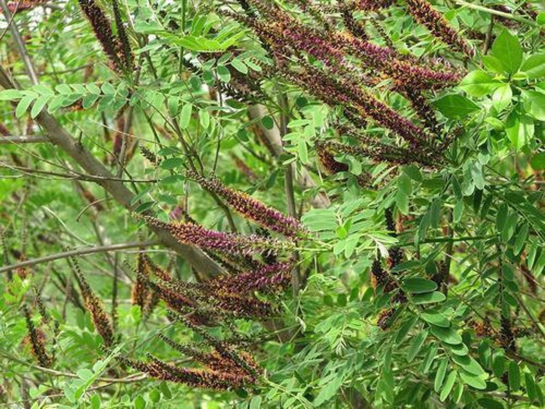 Amorpha Fruticosa Indigo Bush Native Plant 3 Gallon Pot - Etsy