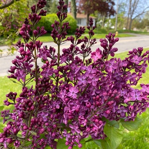Syringa X Hyacinthiflora 'declaration' Lilac - Live Plant - 1 Gallon ...
