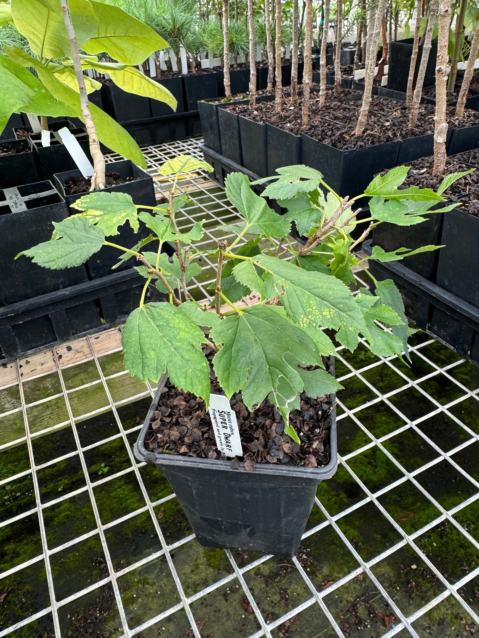 Morus Rubra 'super Dwarf' - Dwarf Red Mulberry - Live Plant - 4" Pot - Etsy