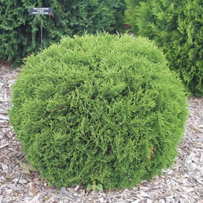 Dwarf Arborvitae - Etsy