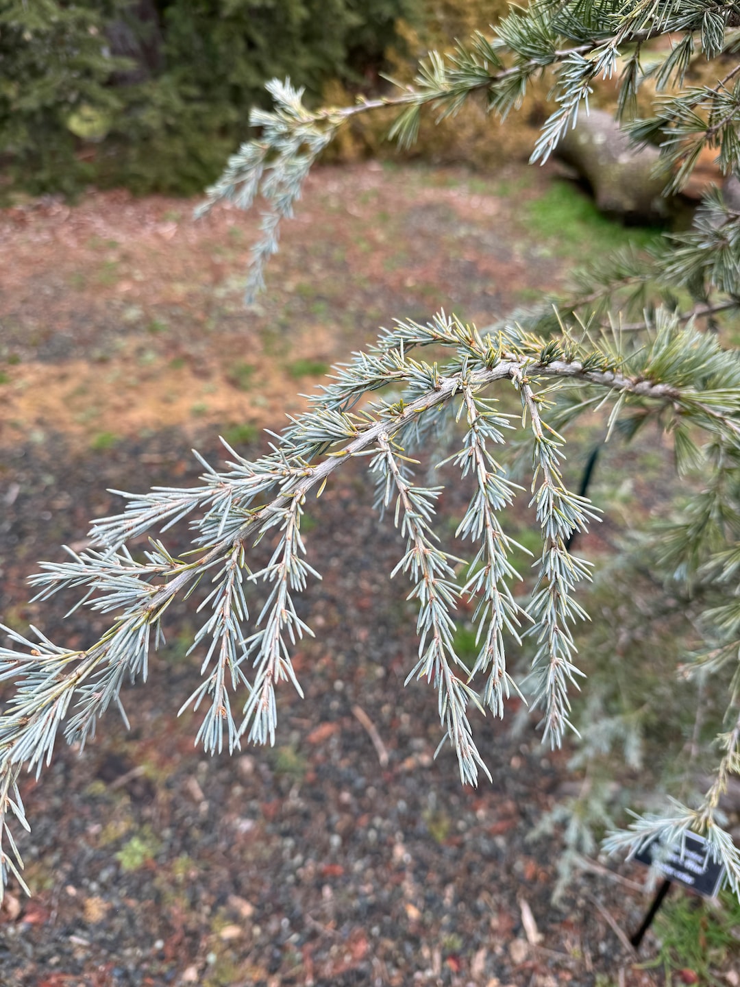 Cedrus Deodara 'sander's Blue' - Deodar Cedar - 12" Tall - 1 Gallon Pot ...
