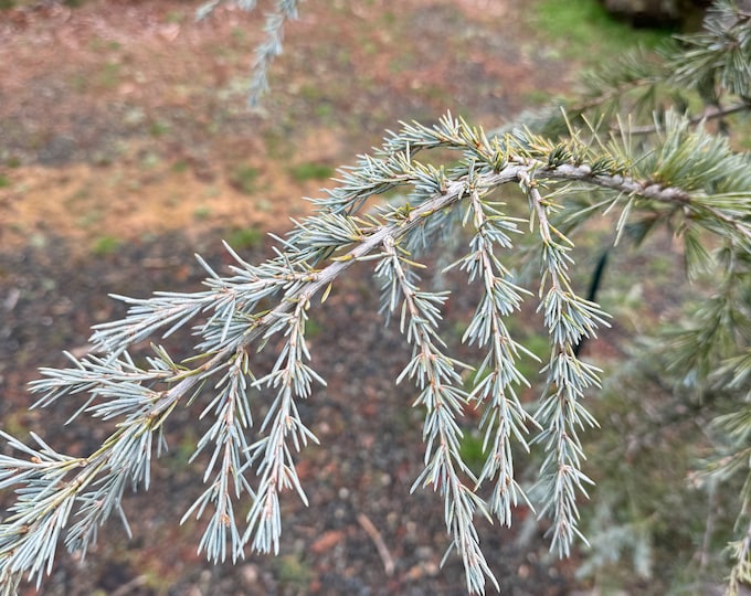 Cedrus Deodara 'sander's Blue' Deodar Cedar 12 Tall 1 Gallon Pot - Etsy