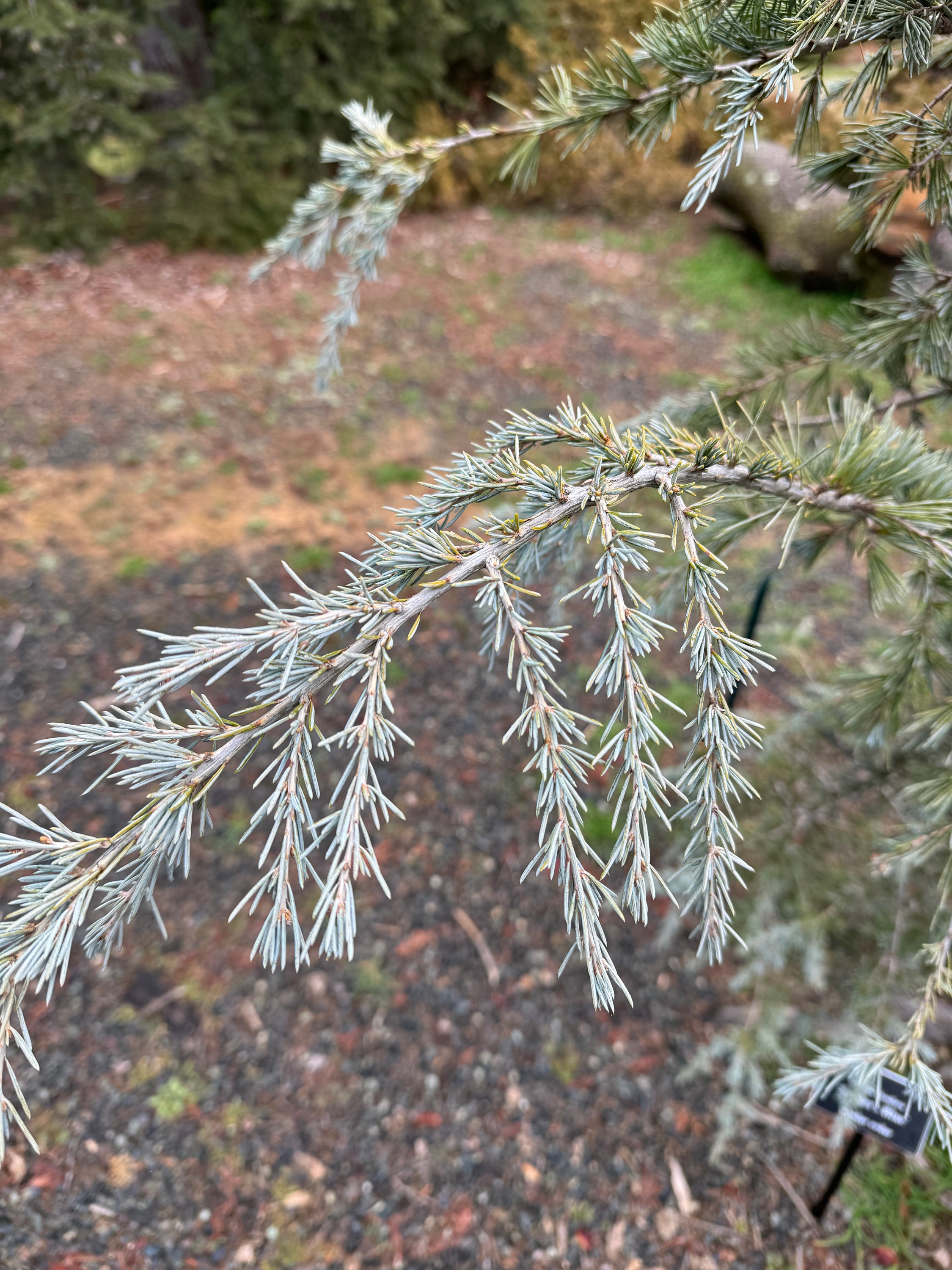 Cedrus Deodara 'sander's Blue' - Deodar Cedar - 12" Tall - 1 Gallon Pot ...