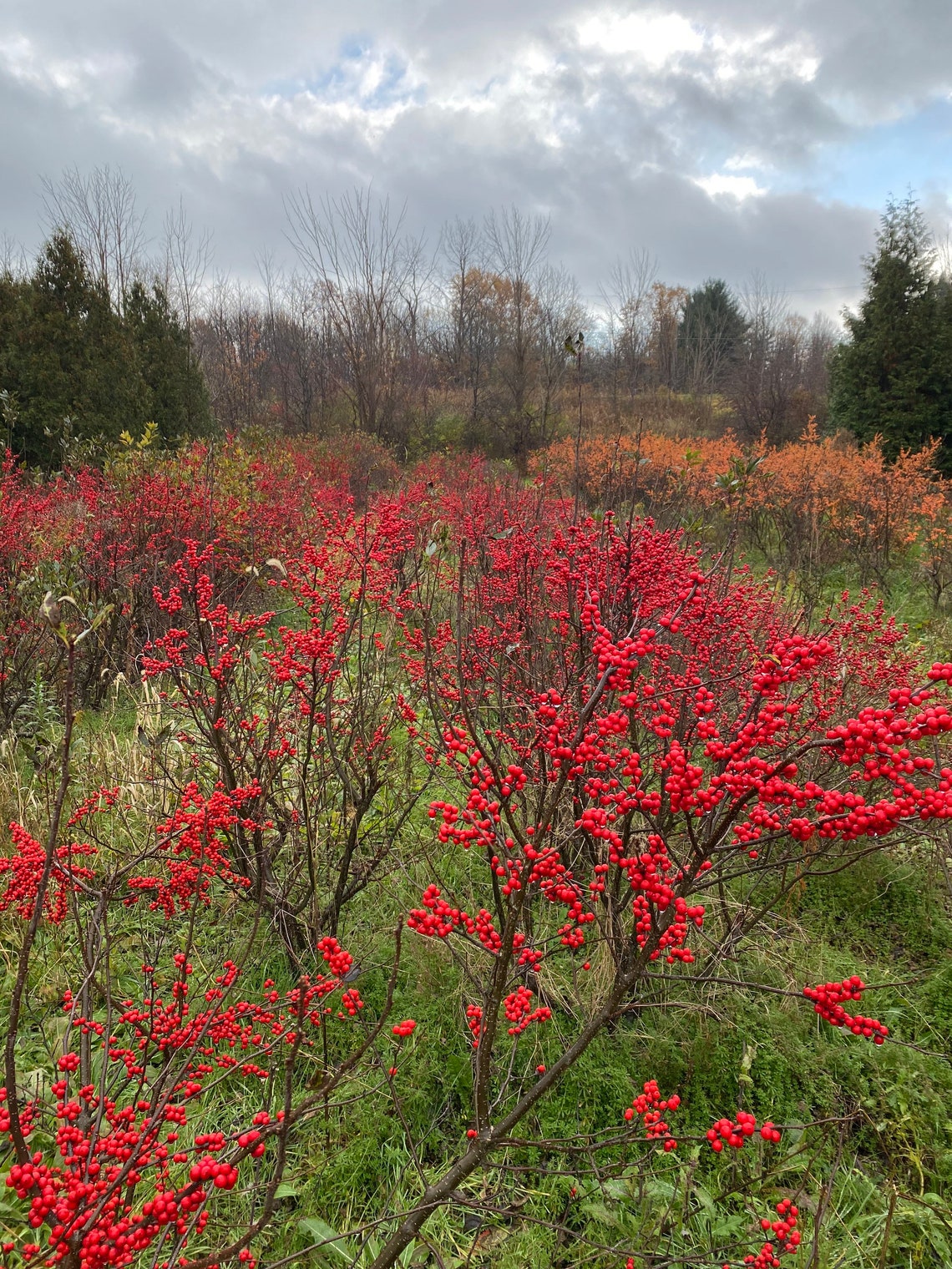 Ilex Verticillata ‘winter Red’- Winterberry - 4" Pot Size Live Plant - Etsy