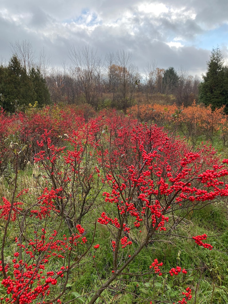 Ilex Verticillata ‘winter Red’- Winterberry - 4" Pot Size Live Plant - Etsy