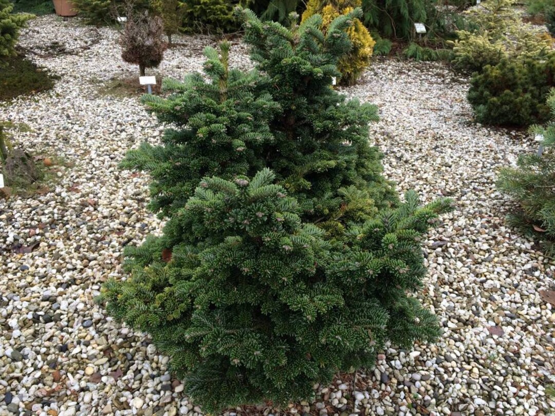 Abies Borris-regis 'JK Greece' - Dwarf Macedonian Fir - 8" Tall - 1 ...