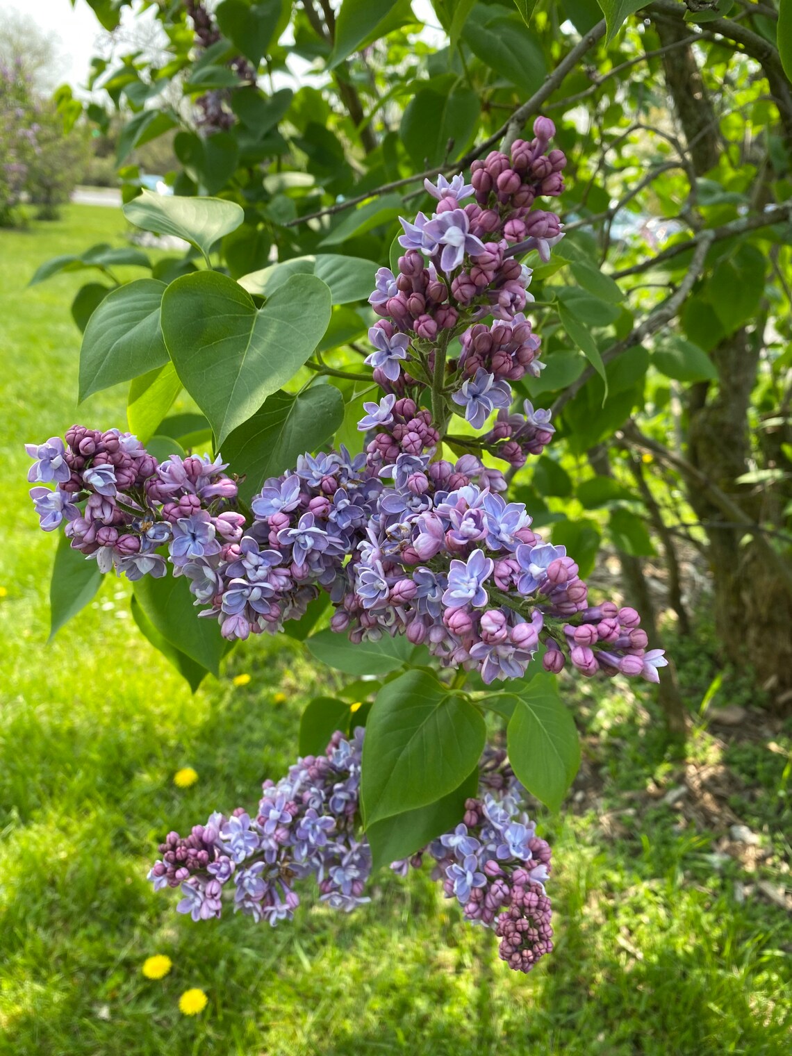 Syringa Vulgaris 'president Grevy' Lilac - Flowering Lilac - Live Plant ...