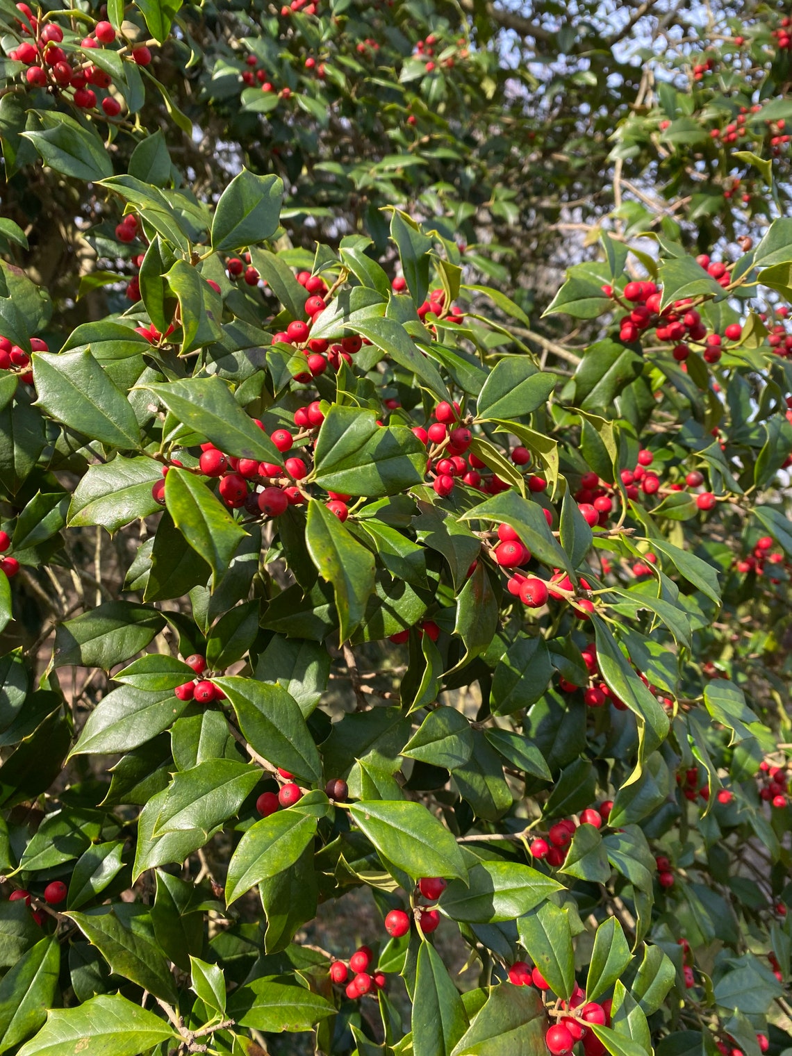 Ilex Opaca 'satyr Hill' - American Holly - Live Plant - 12” Tall - 1 ...