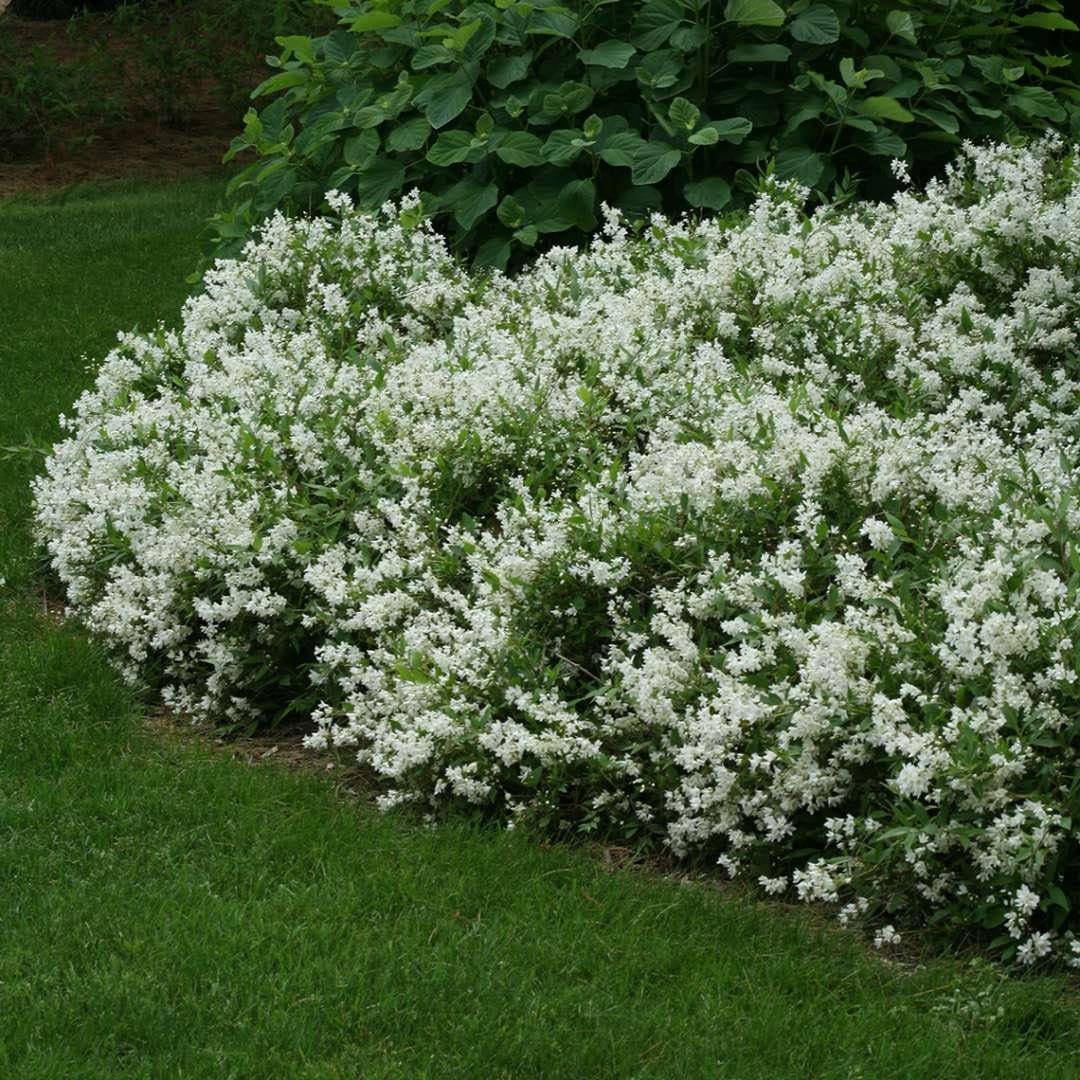 Deutzia Gracilis 'nikko' - Dwarf Nikko Deutzia - Live Plant - 4" Pot ...