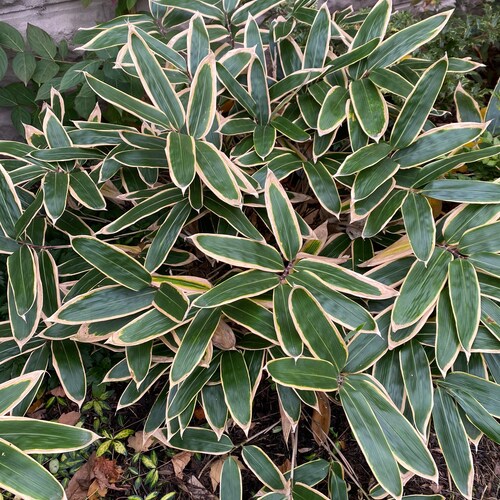 Sasa Veitchii Kuma Bamboo Live Plant 2 Gallon Pot - Etsy