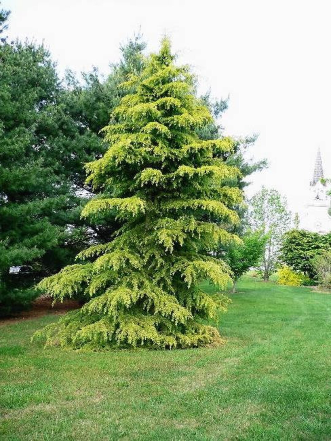 Cedrus Atlantica 'aurea' - Golden Atlas Cedar - 10" Tall - 1 Gallon Pot ...